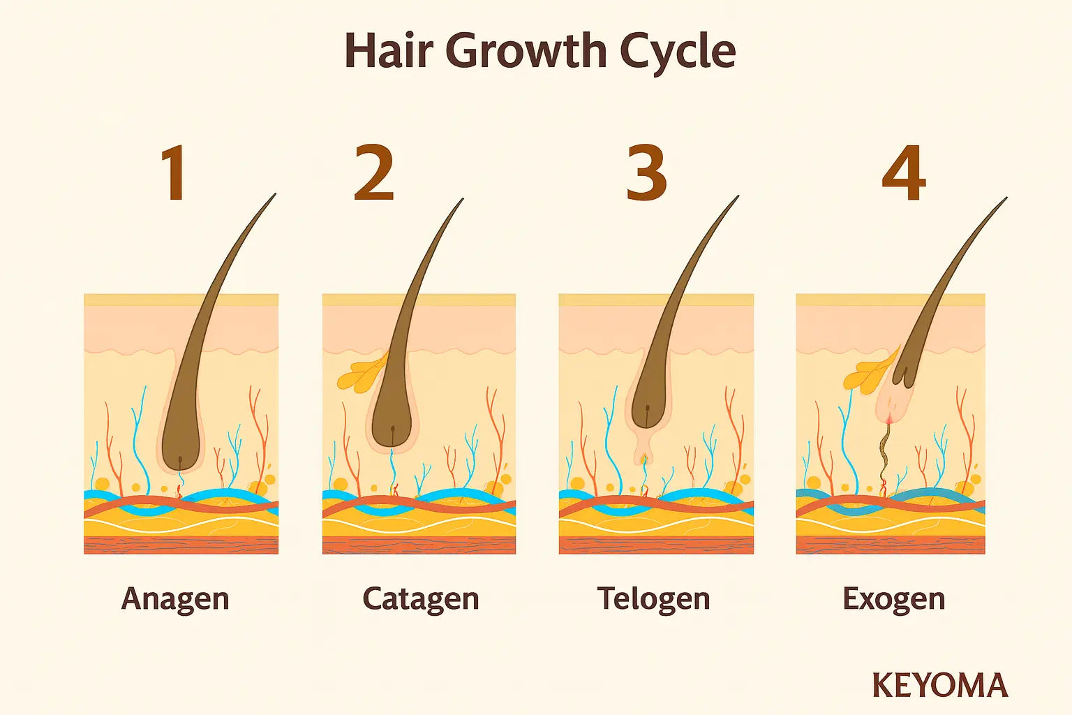 Hair Growth Cycles: Stages, Timeline & Regrowth Tips – Keyoma
